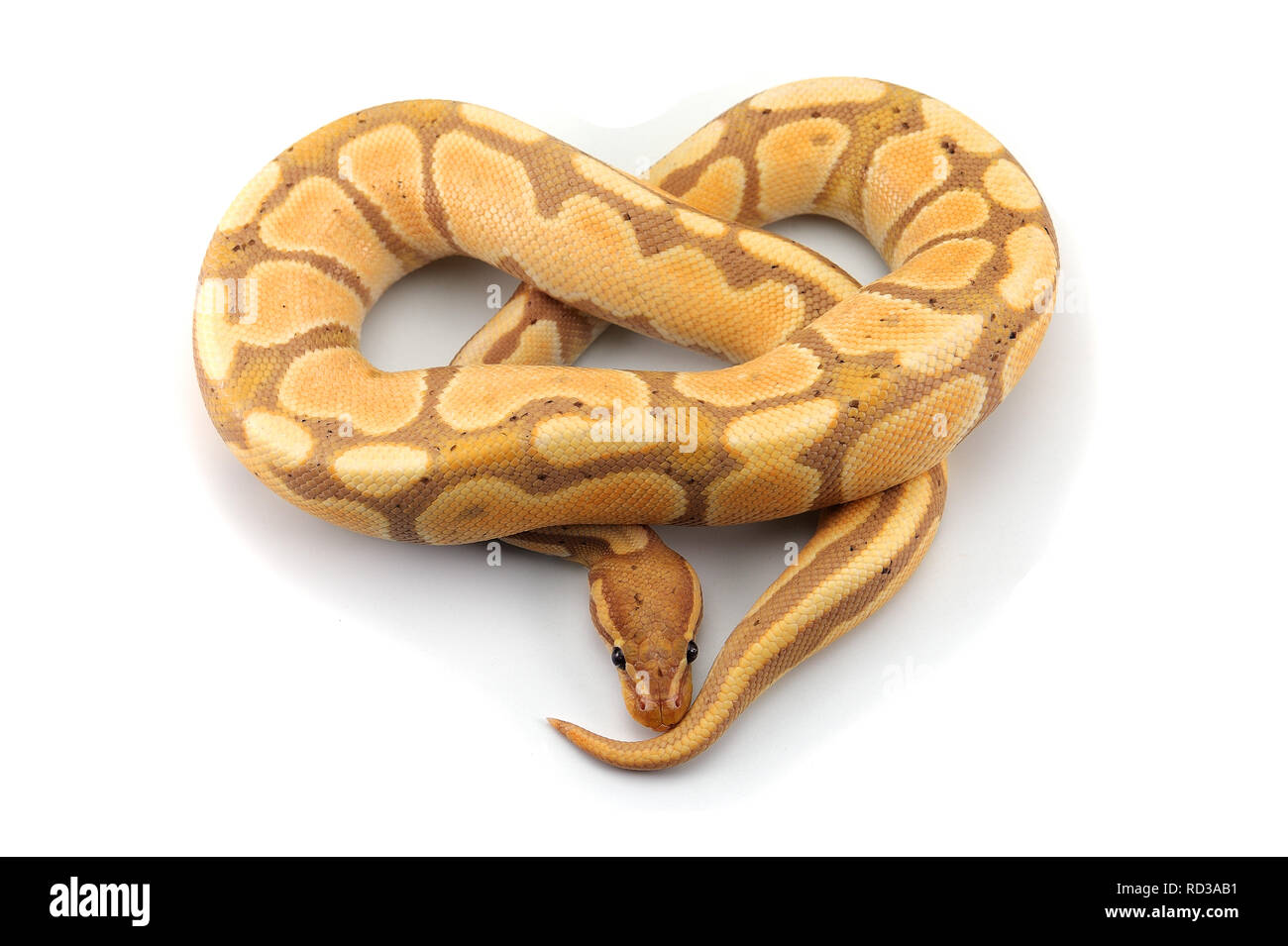ball python isolated on white background Stock Photo - Alamy