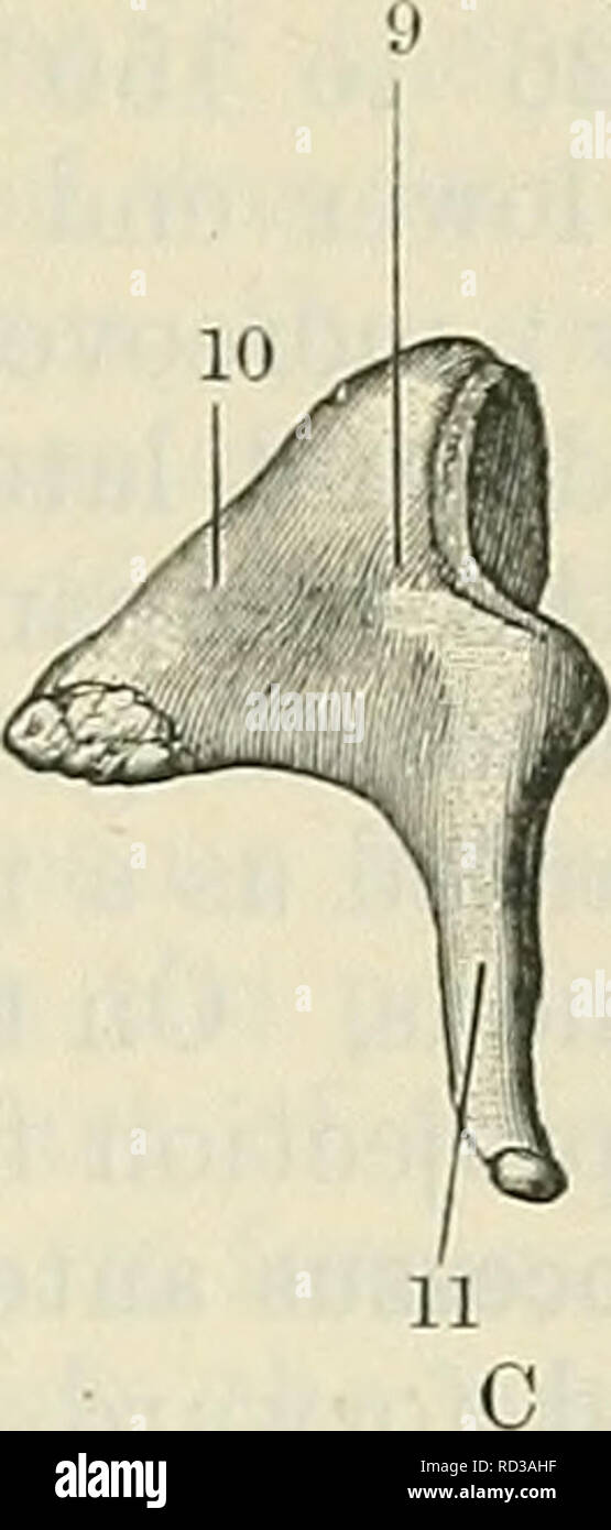 . Cunningham's Text-book of anatomy. Anatomy. AUDITOEY OSSICLES. 839 ...