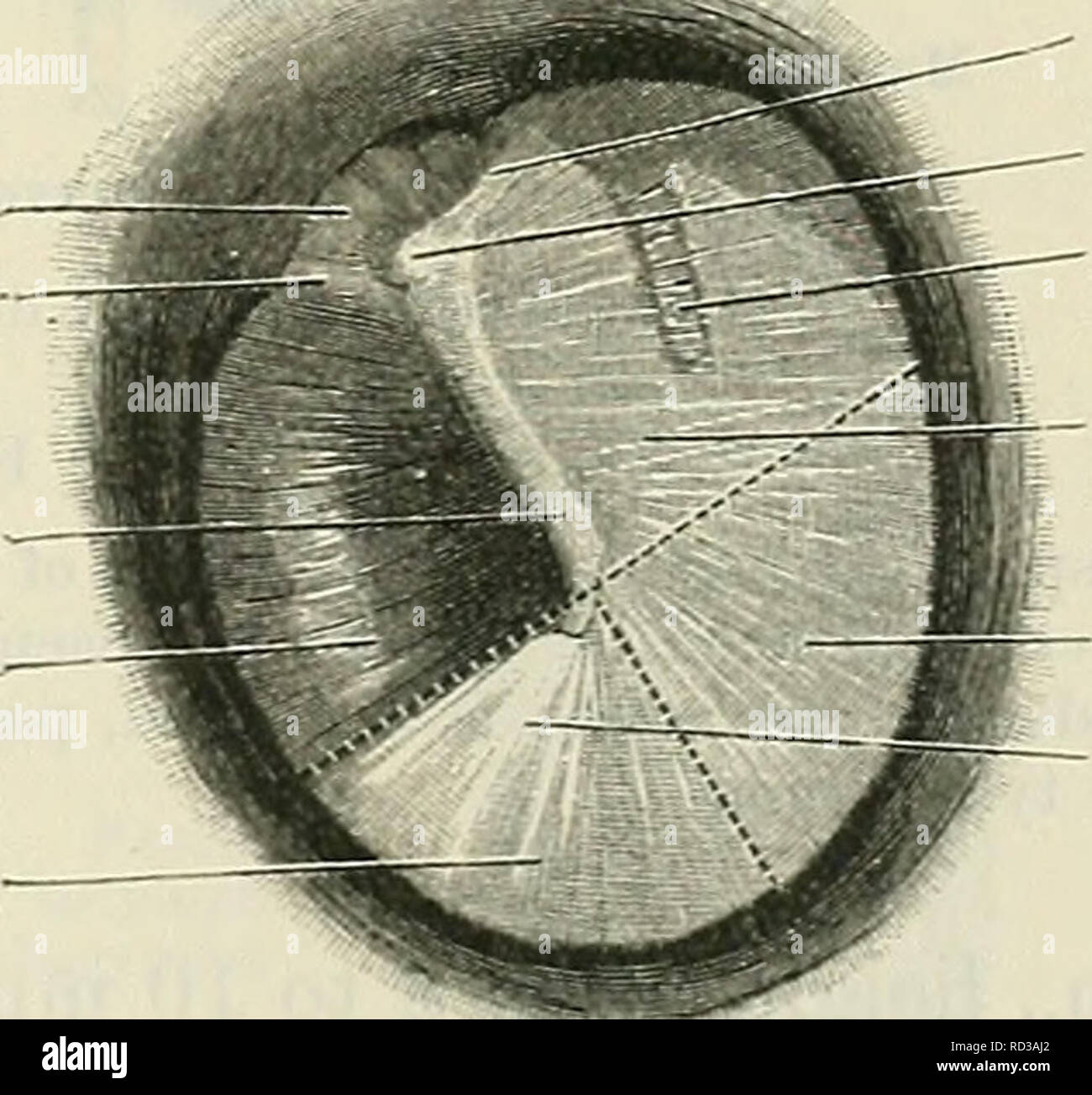 Lax triangular hi-res stock photography and images - Alamy