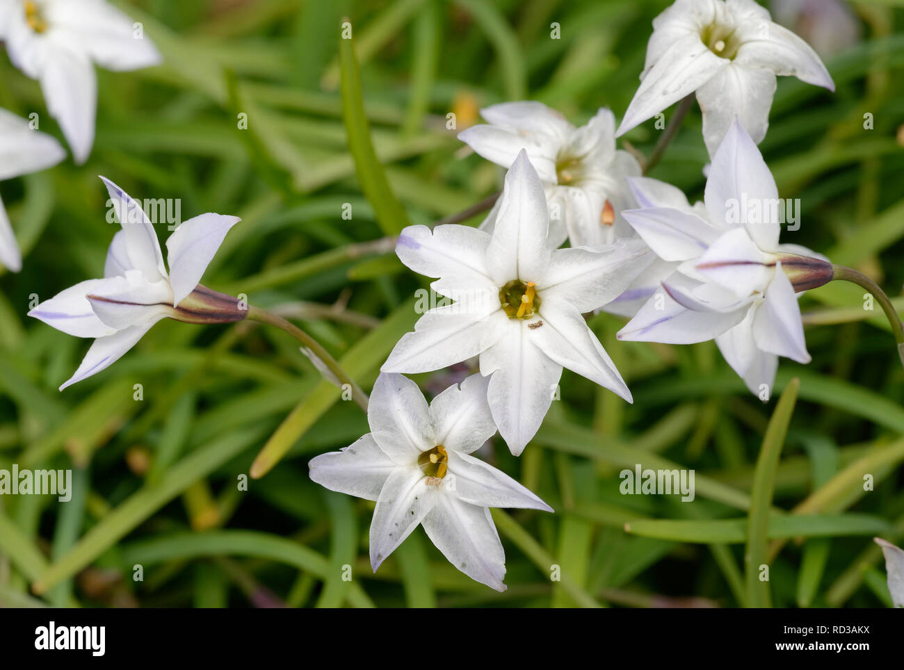 Spring Starflower - Tristagma uniflorum Small Spring flowering Bulb ...