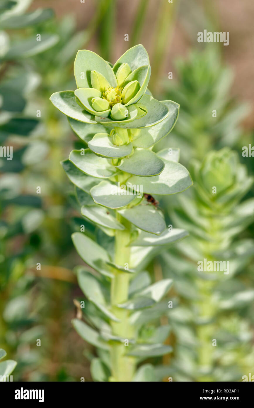 Sea Spurge - Euphorbia paralias Wild Flower of Sand Dunes Stock Photo ...
