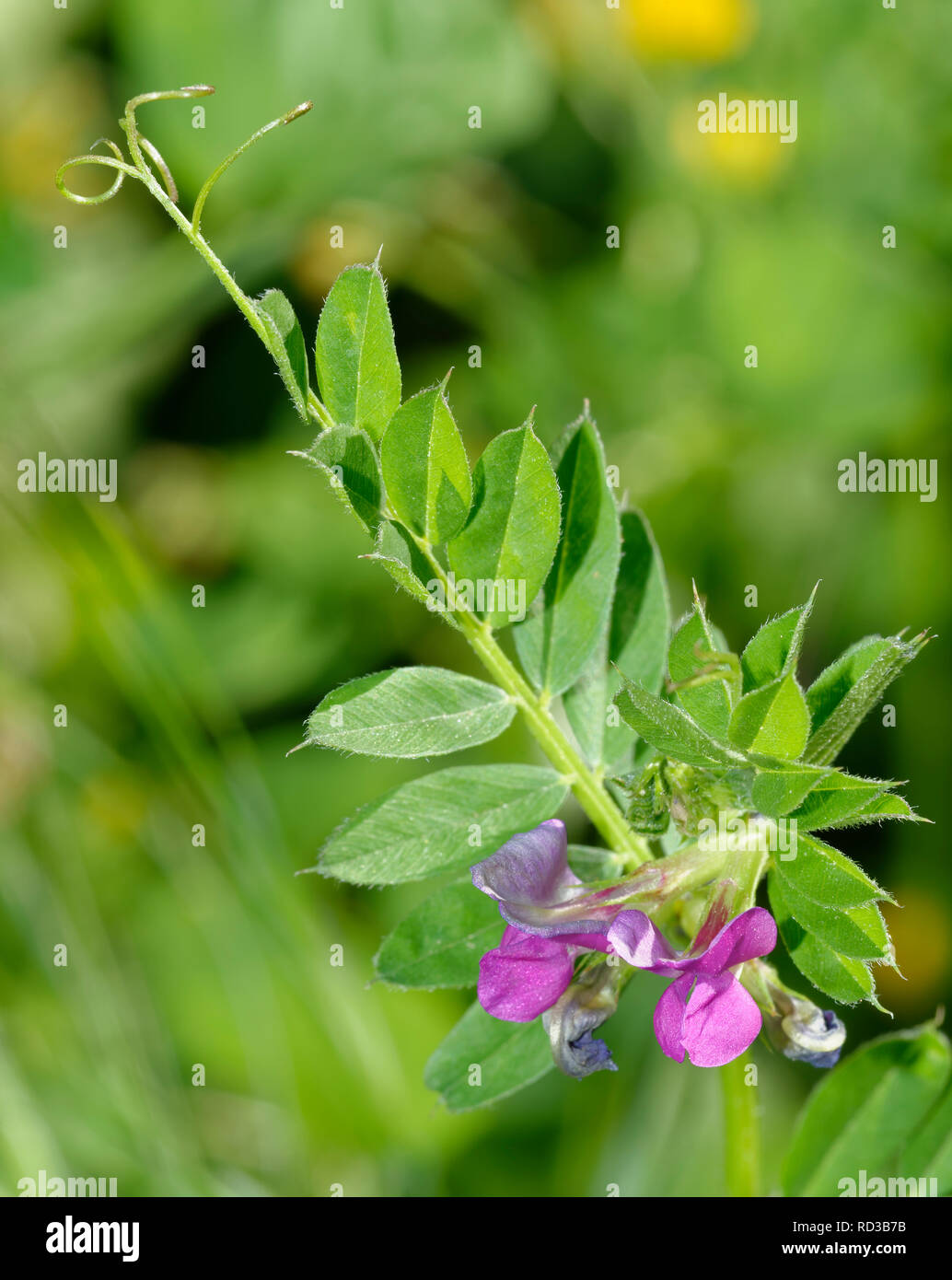 Common Vetch - Vicia sativa Leaves, Flowers & Trndrils Stock Photo - Alamy