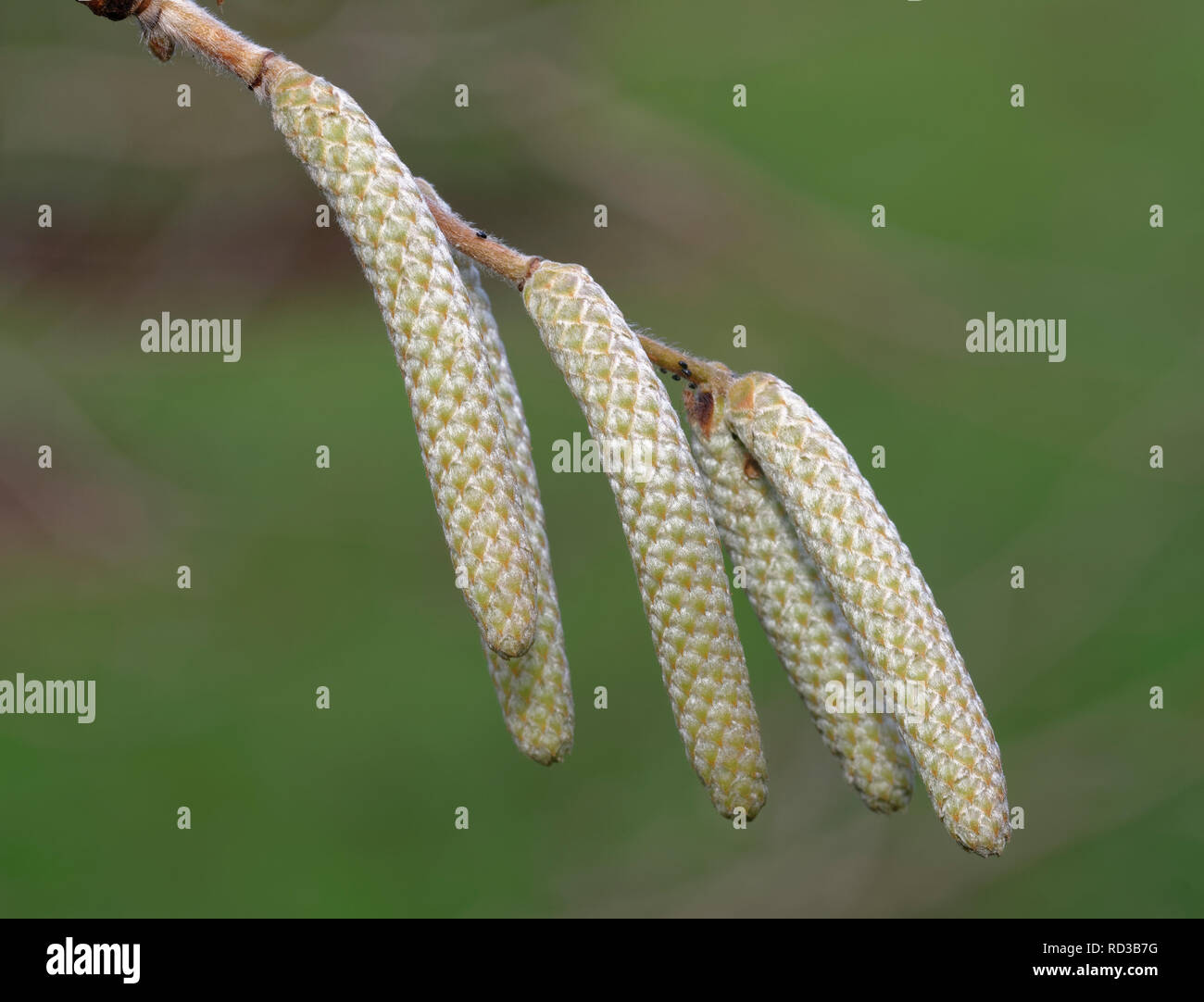 Corylus colurna hi-res stock photography and images - Alamy