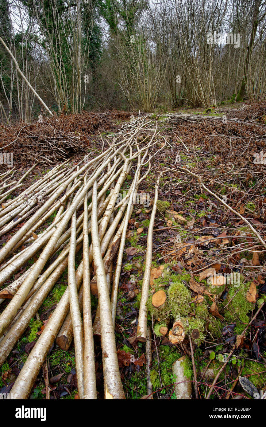 Common Hazel - Corylus avellana Traditional Copiced Managed Woodland ...