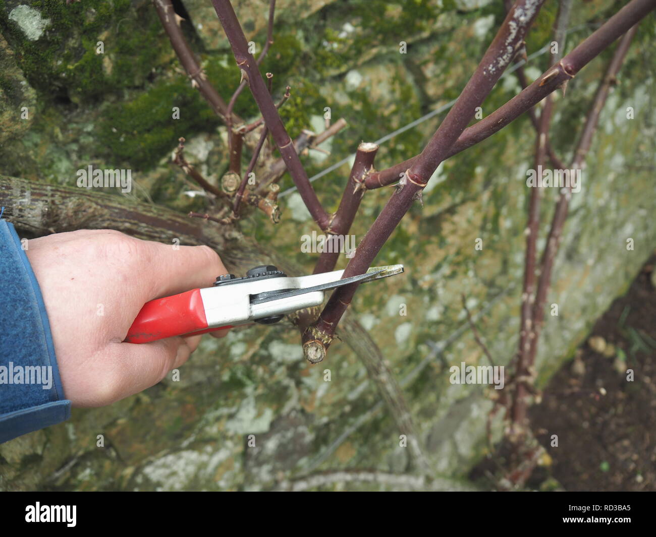 rose pruning , pruning a climbing rose Stock Photo - Alamy