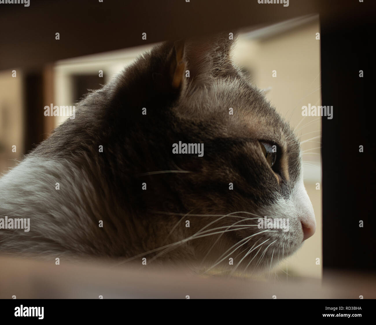 Cute Cat Intense Look Stock Photo - Alamy