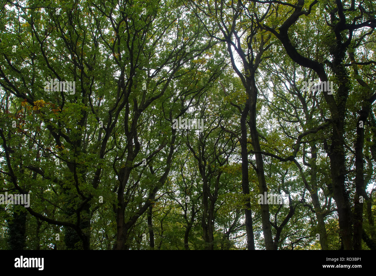 Line tree natural branches hi-res stock photography and images - Alamy