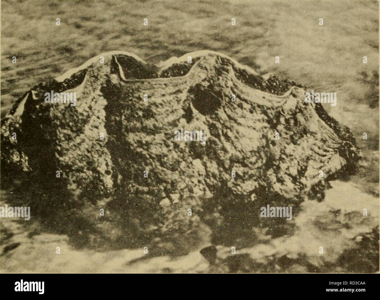 . Dangerous marine animals. Marine animals. MARINE ANIMALS THAT BITE 31 ...