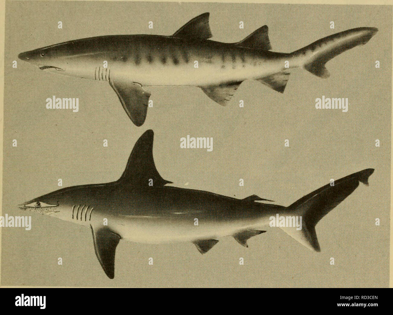 Shark gray 4 hi-res stock photography and images - Alamy