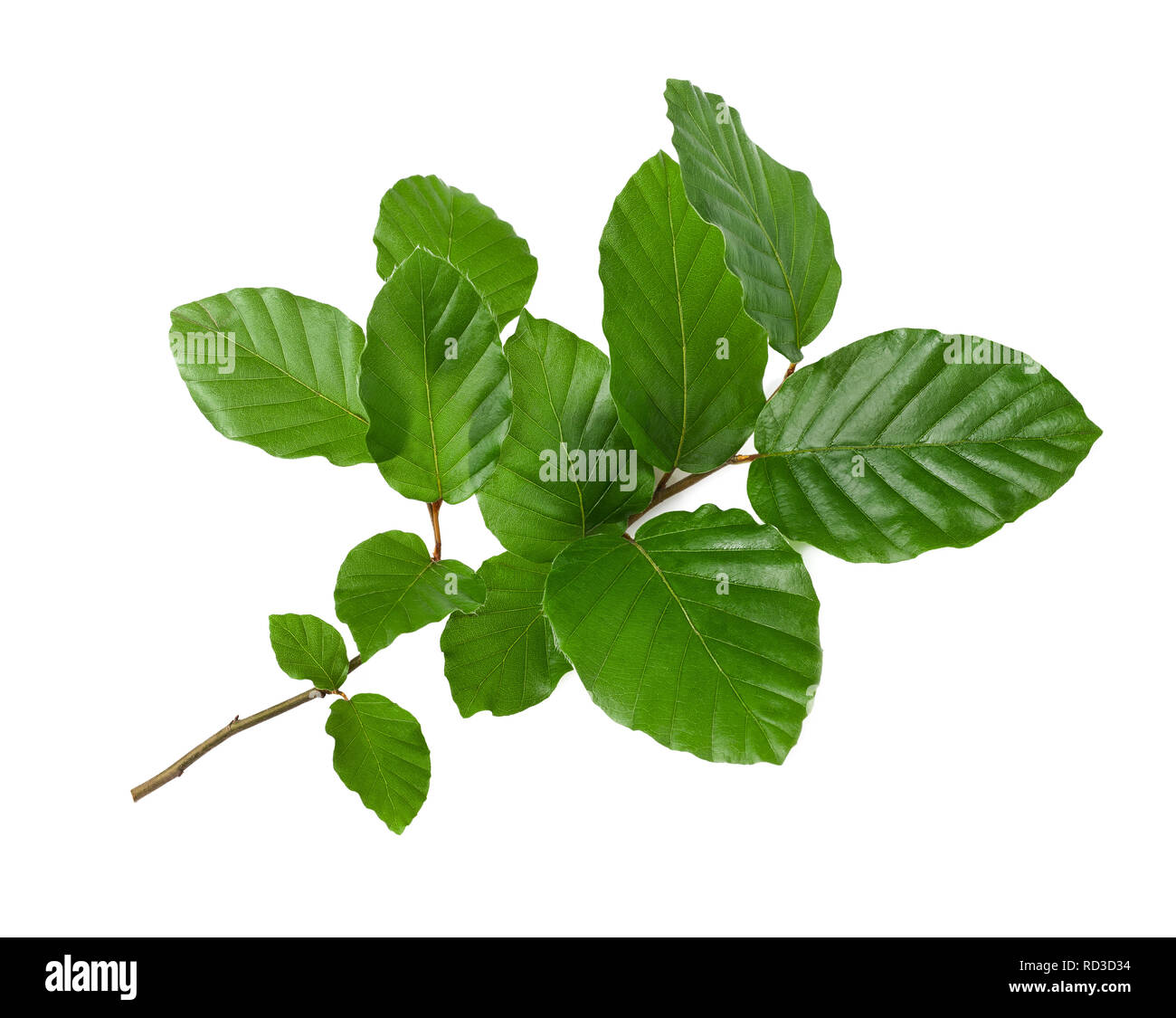 Beech branch with leaves isolated on white background Stock Photo - Alamy