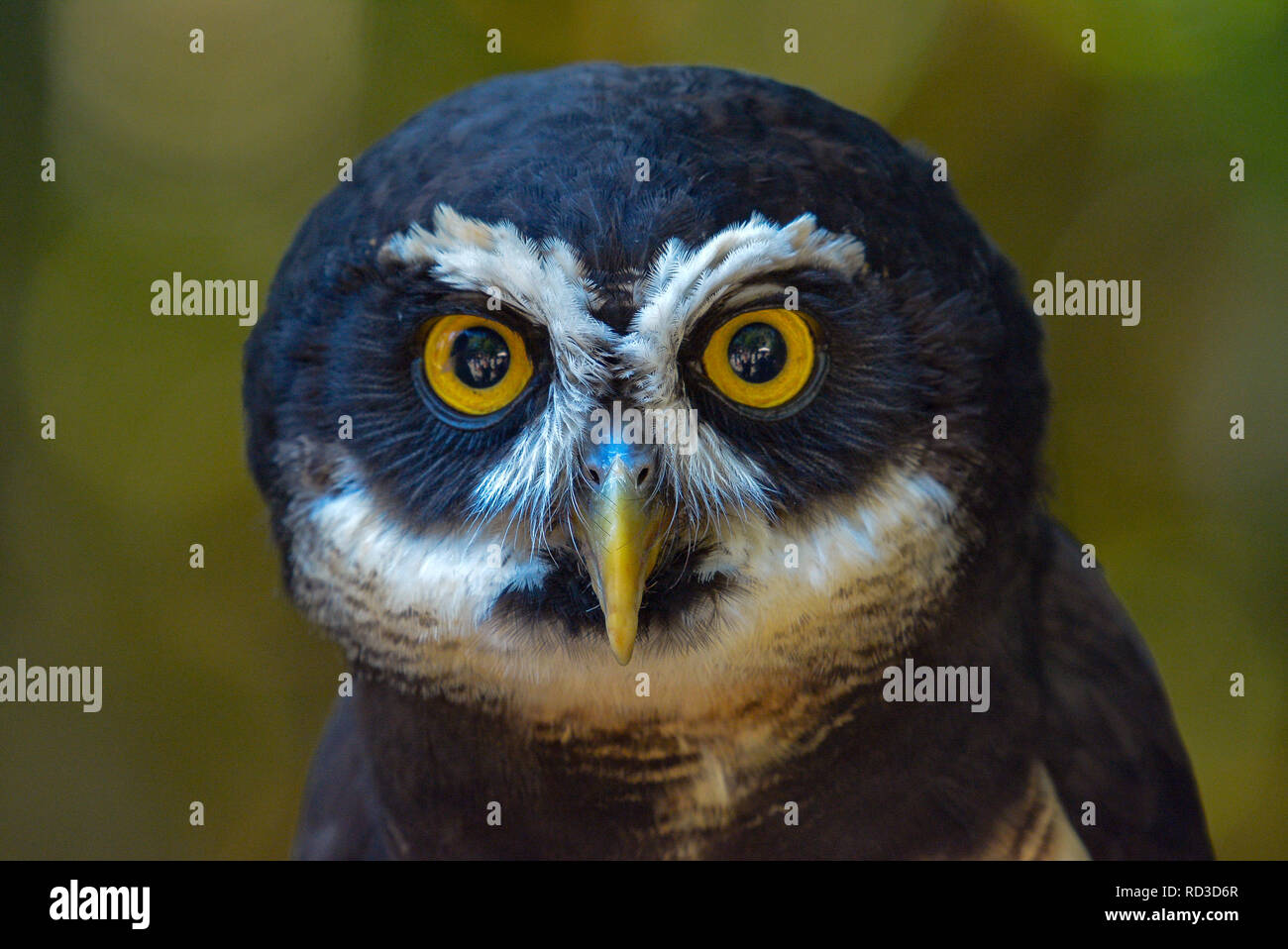 Vancouver owl hi-res stock photography and images - Alamy