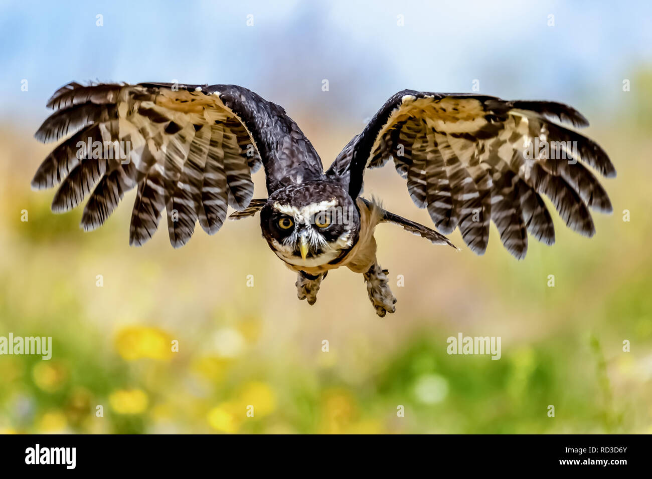 Spectacled owl in flight hi-res stock photography and images - Alamy