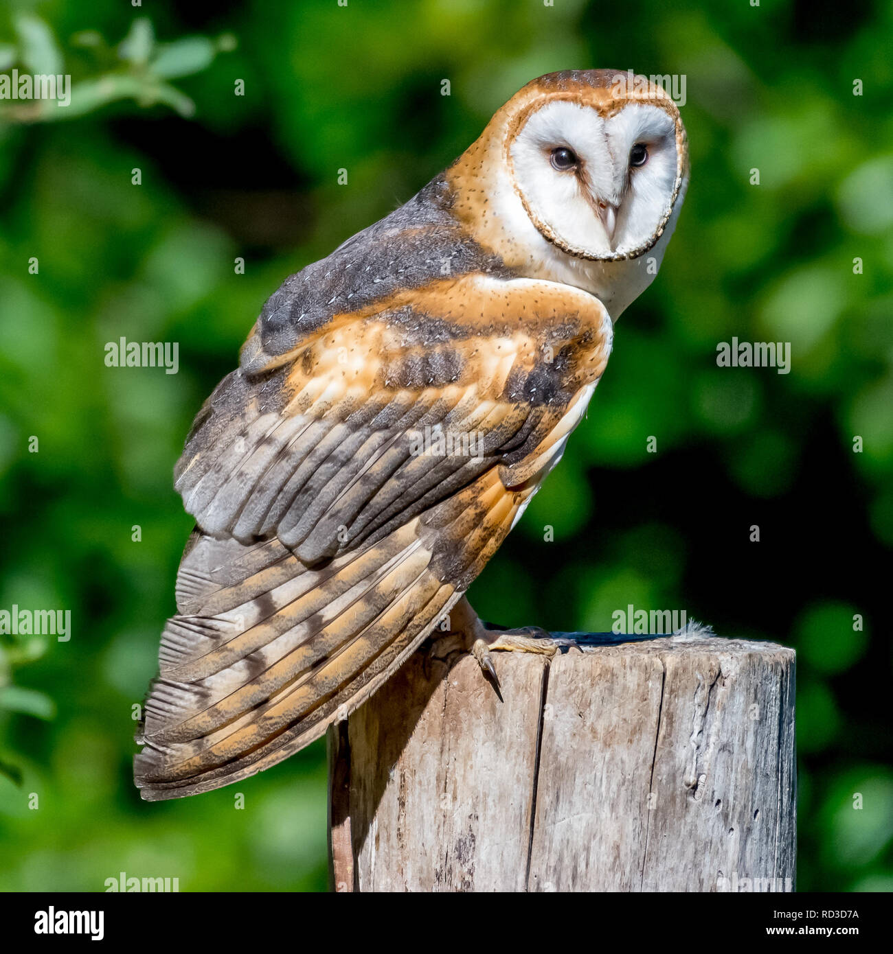 Side view barn owl tyto hi-res stock photography and images - Alamy