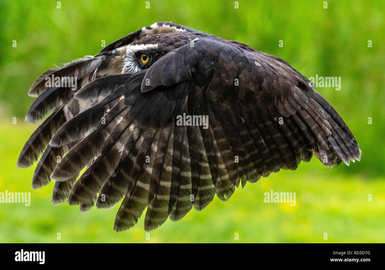 Vancouver owl hi-res stock photography and images - Alamy