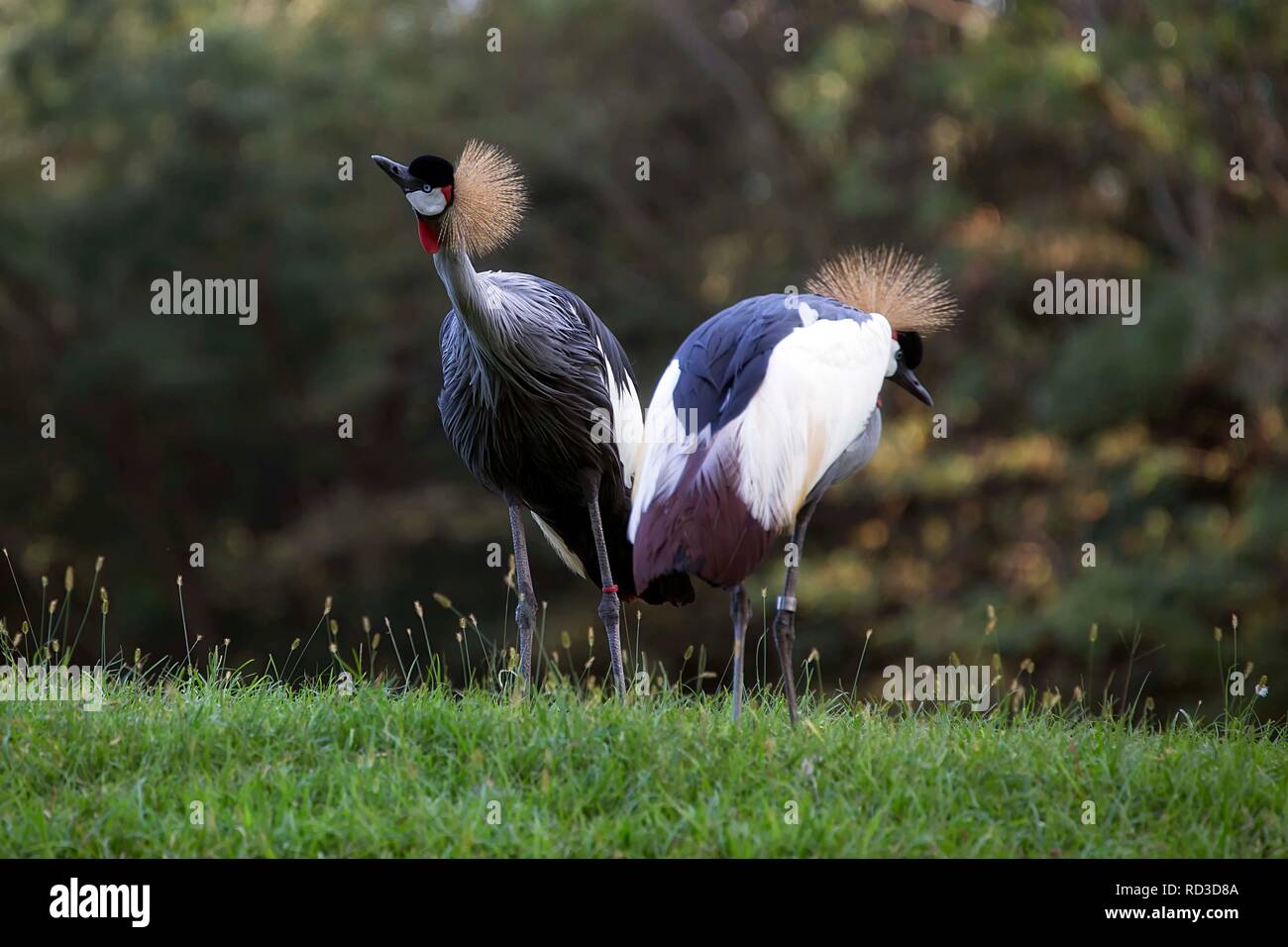 Two Grey Crowned Crane birds, Japan Stock Photo - Alamy