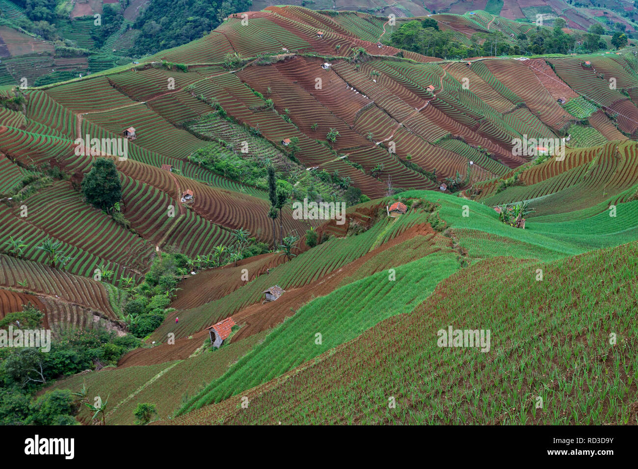 Terraced rice fields, Argapura Majalengka, West Java, Indonesia Stock ...