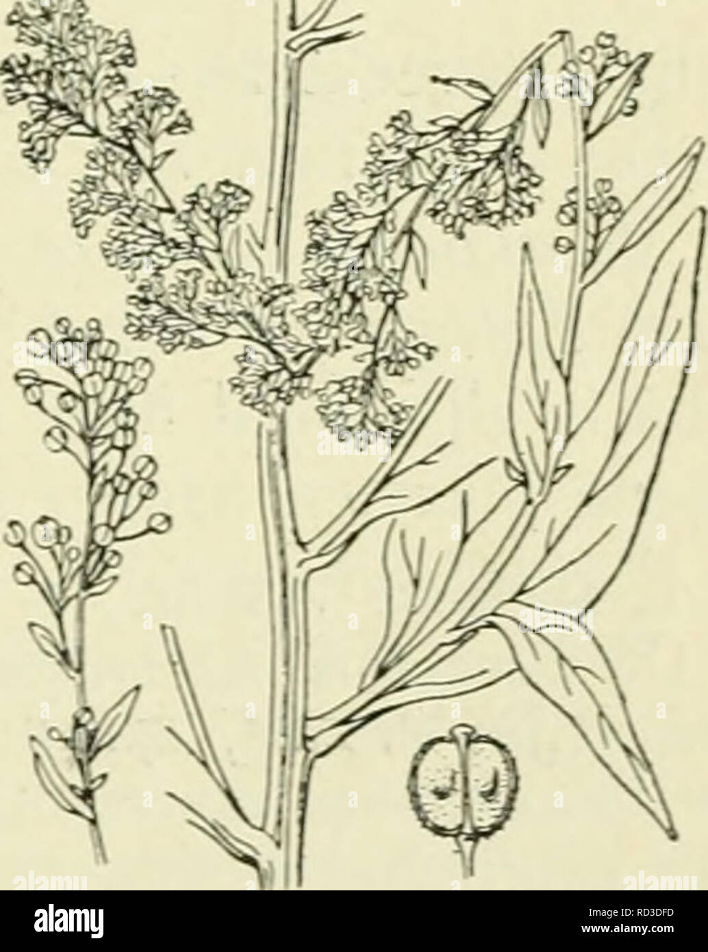 Penwortel hi-res stock photography and images - Alamy