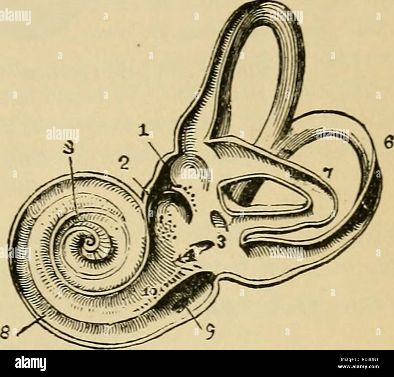 . Elementary physiology. Physiology; Physiology. jp.s.o. Fig. 118.—Plan ...