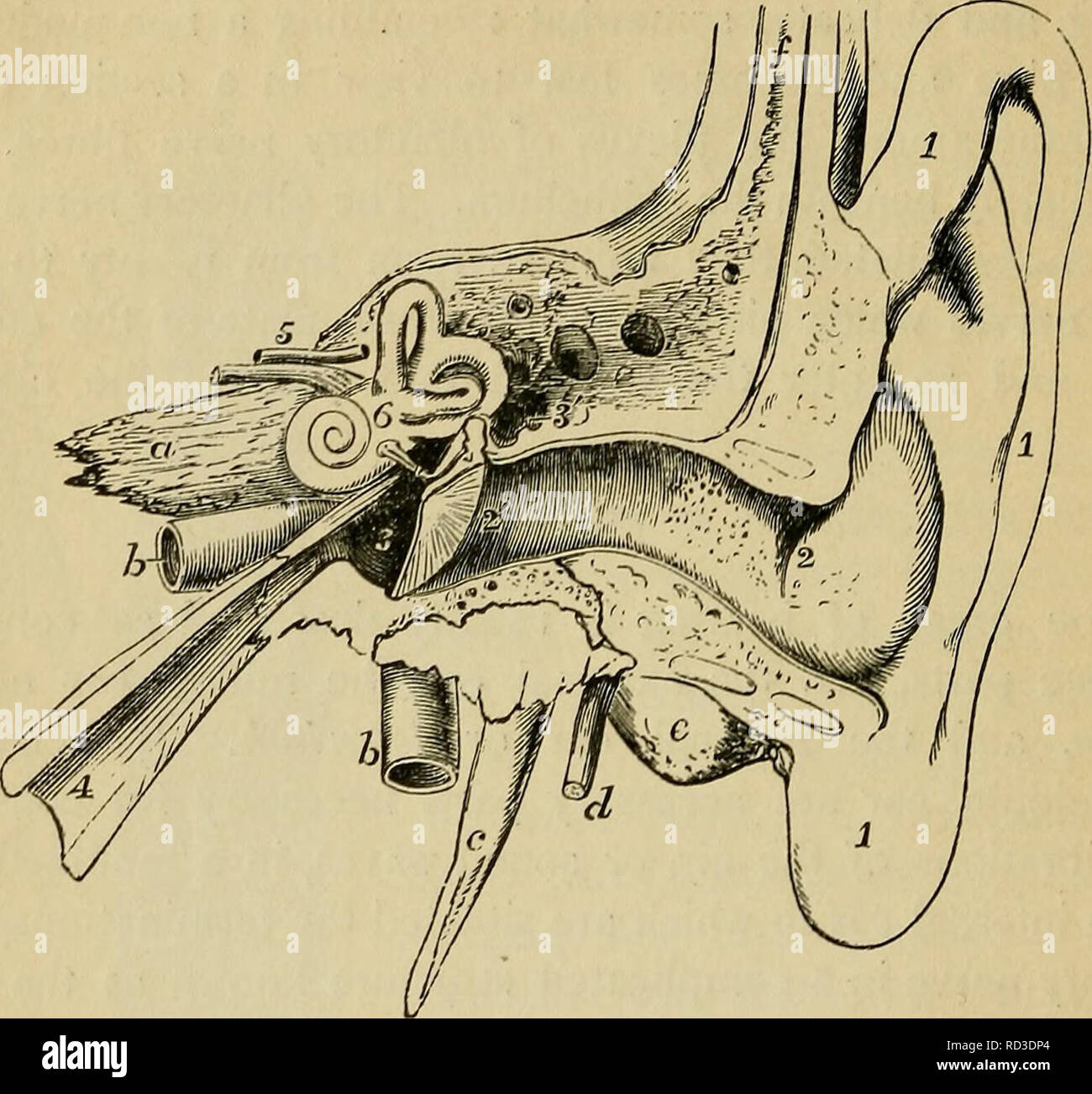 . Elementary physiology. Physiology; Physiology. 256 Elementary ...