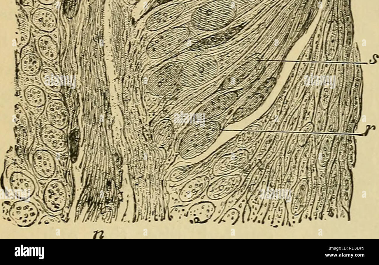 . Elementary physiology. Physiology; Physiology. Fig. 113.—Section ...