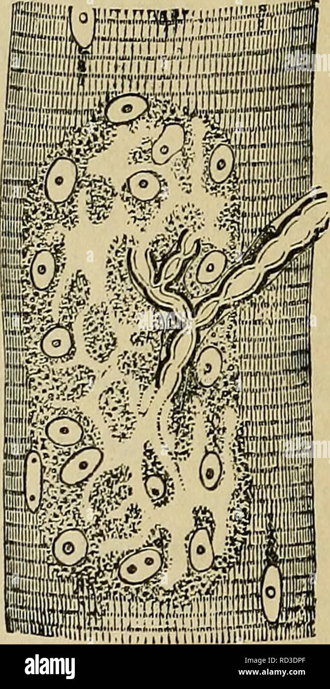 . Elementary physiology. Physiology; Physiology. Fig. iio.—Tactile ...