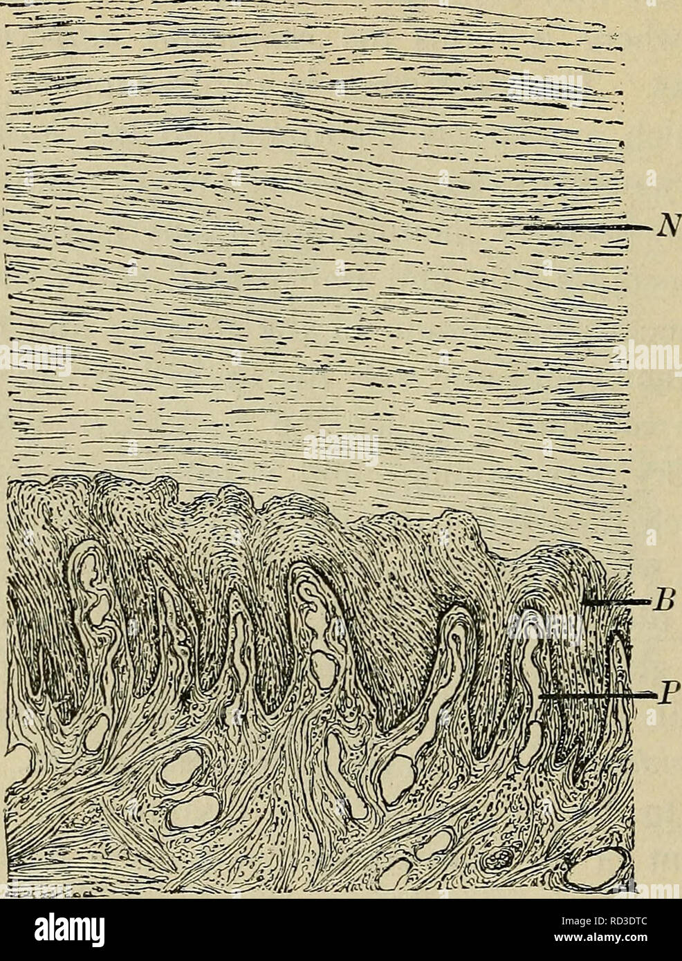 . Elementary physiology. Physiology; Physiology. 204 Elementary ...