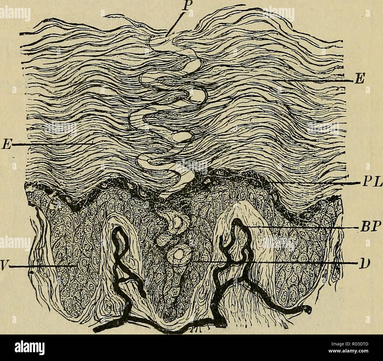 . Elementary physiology. Physiology; Physiology. 202 Elementary ...