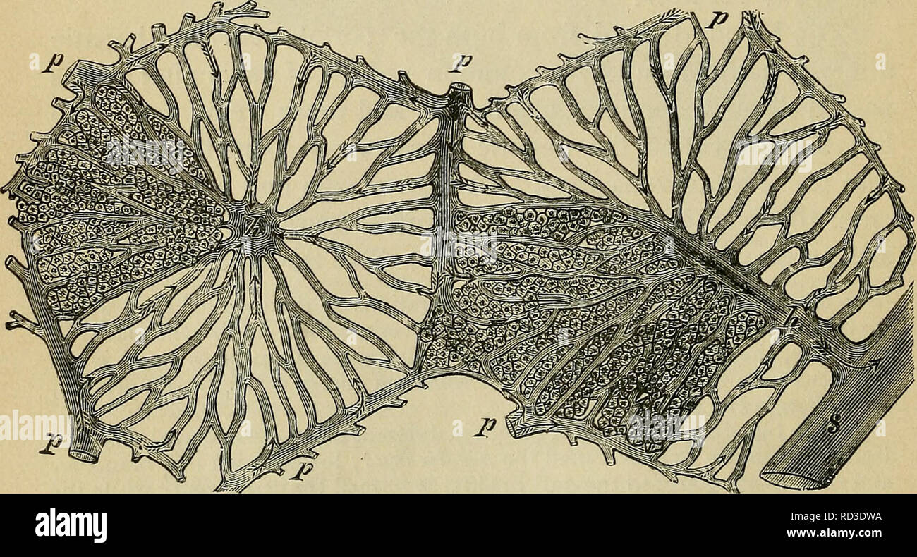. Elementary physiology. Physiology; Physiology. Fig. 82.—Section of a ...