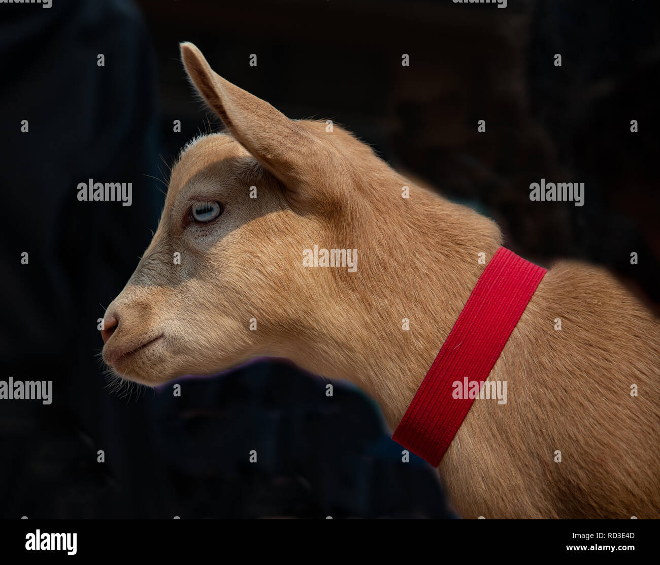 Goat profile hi-res stock photography and images - Alamy