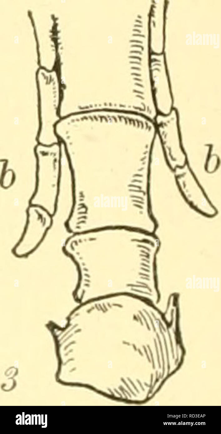 Vestigial structures hi-res stock photography and images - Alamy