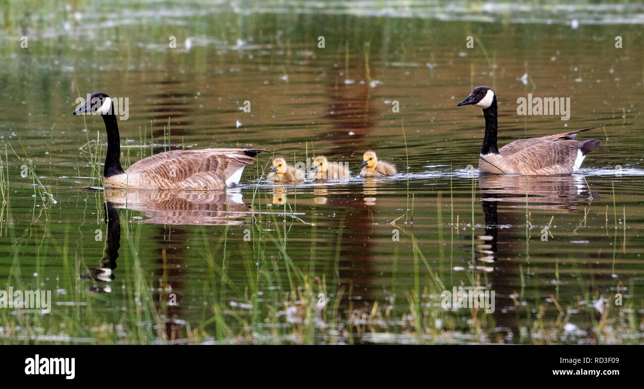 Male female geese hi-res stock photography and images - Alamy