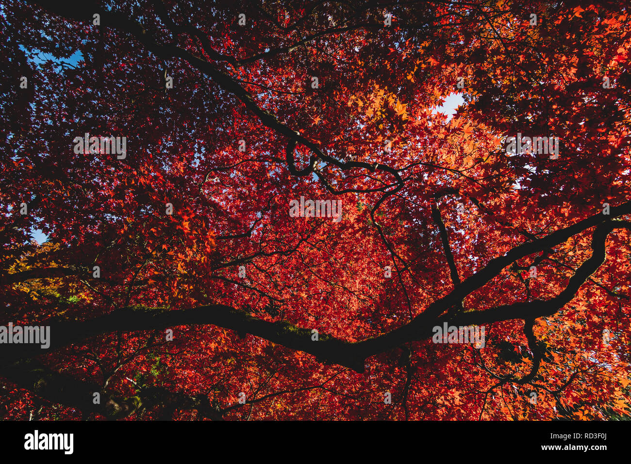 Maple tree canada hi-res stock photography and images - Alamy