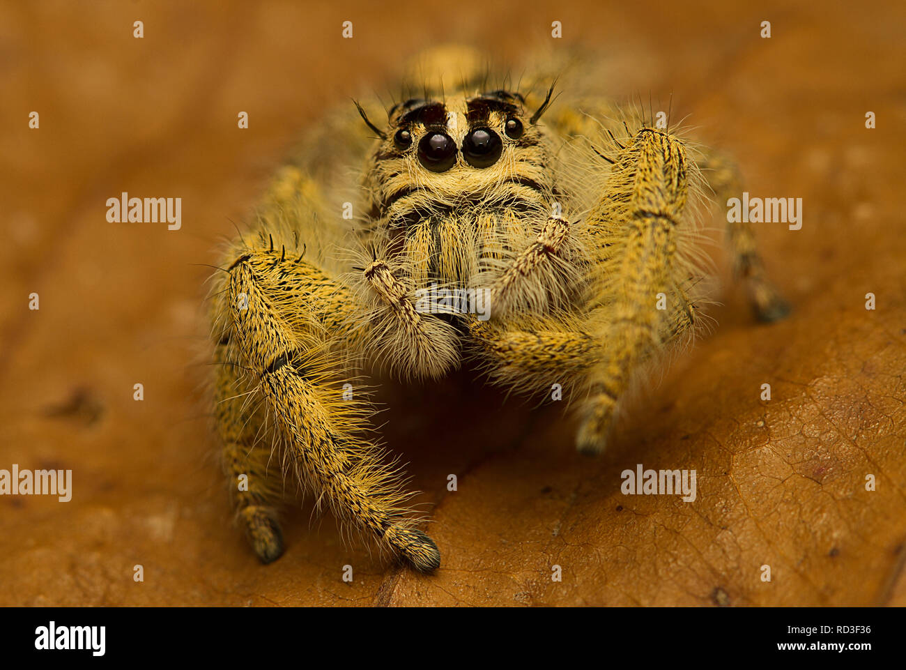 Hyllus hi-res stock photography and images - Alamy