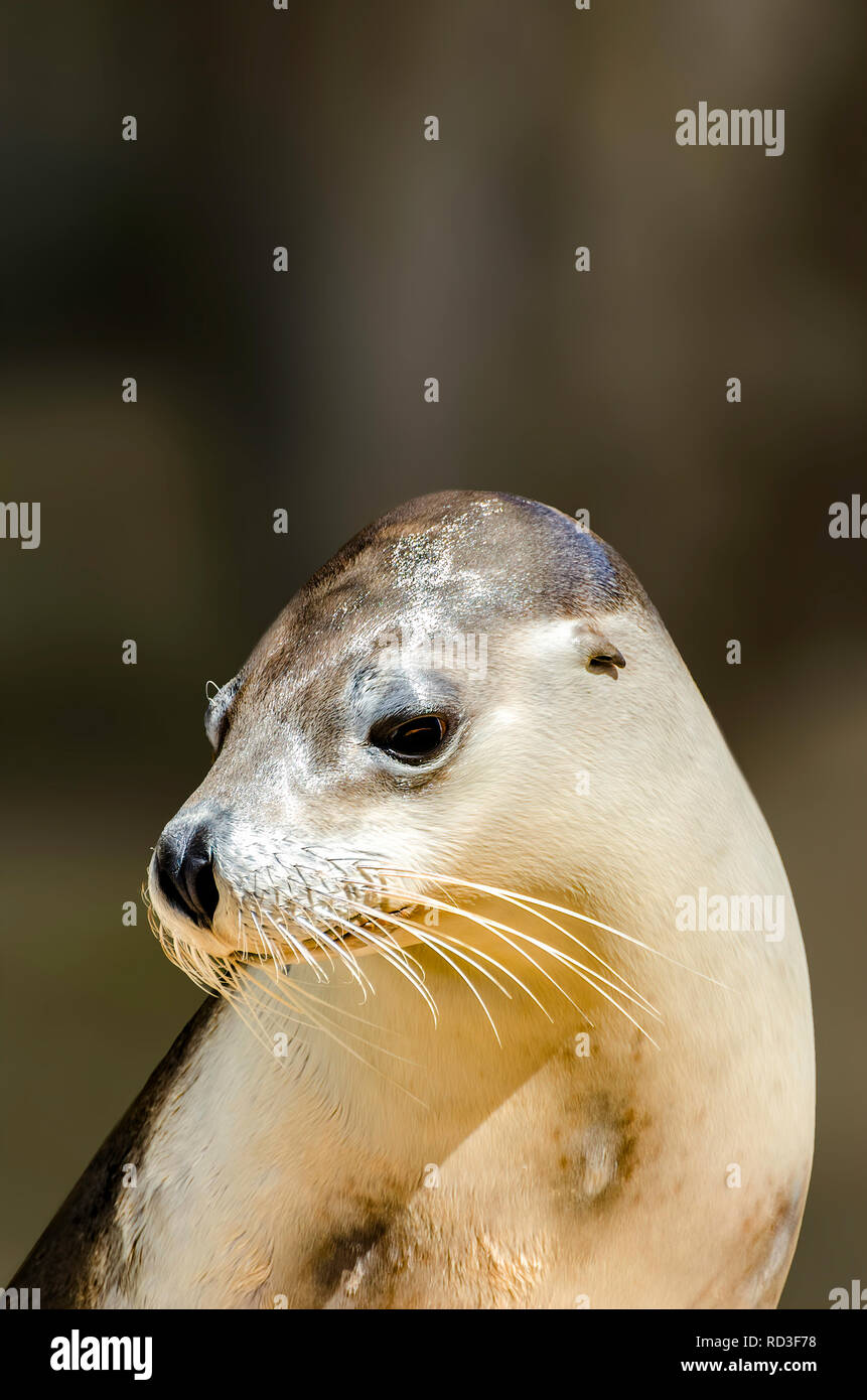 One animal sea lion hi-res stock photography and images - Alamy
