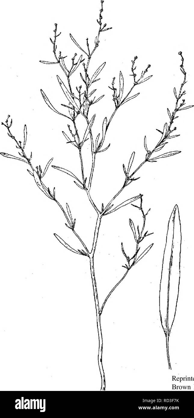 . Botanical and vegetation survey of Carter County, Montana, Bureau of ...