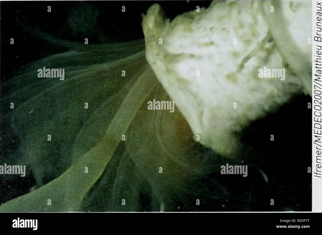 . Deep-sea biodiversity and ecosystems - a scoping report on their ...