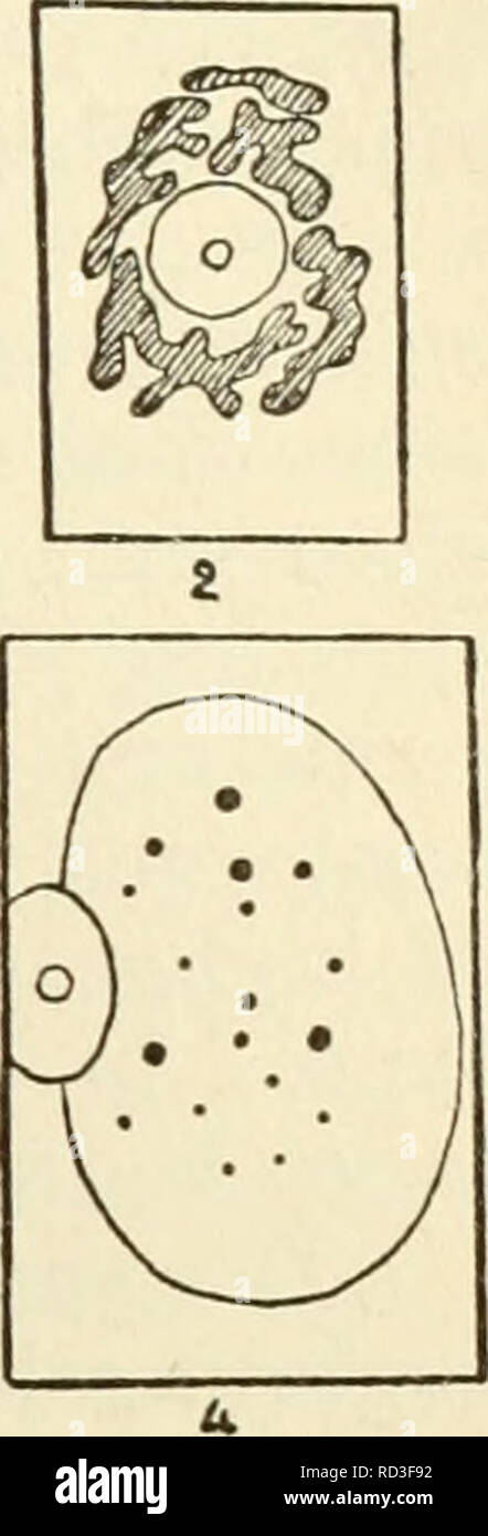 Chondriosome hi-res stock photography and images - Alamy