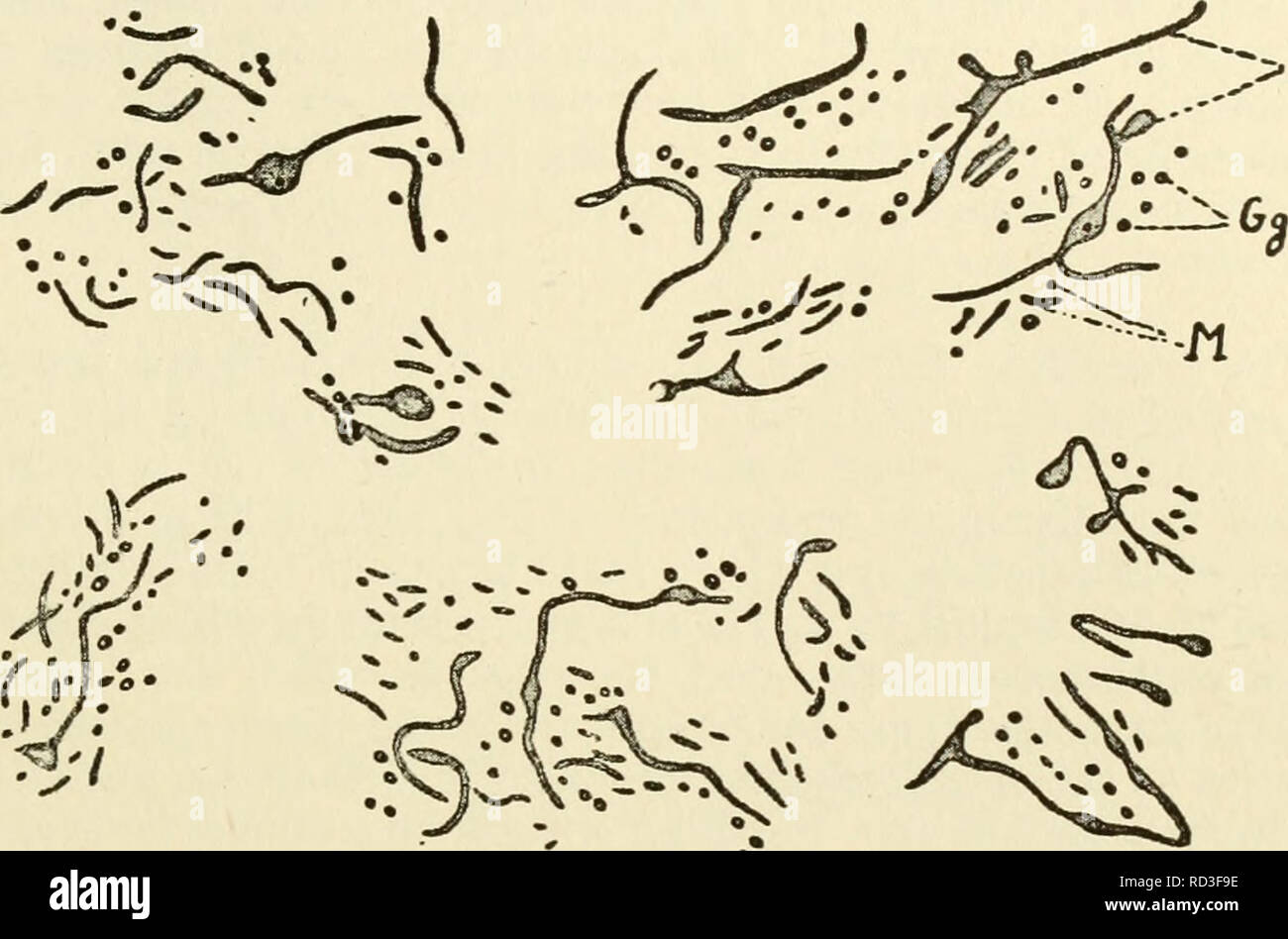 . The cytoplasm of the plant cell. Plant cells and tissues; Protoplasm ...