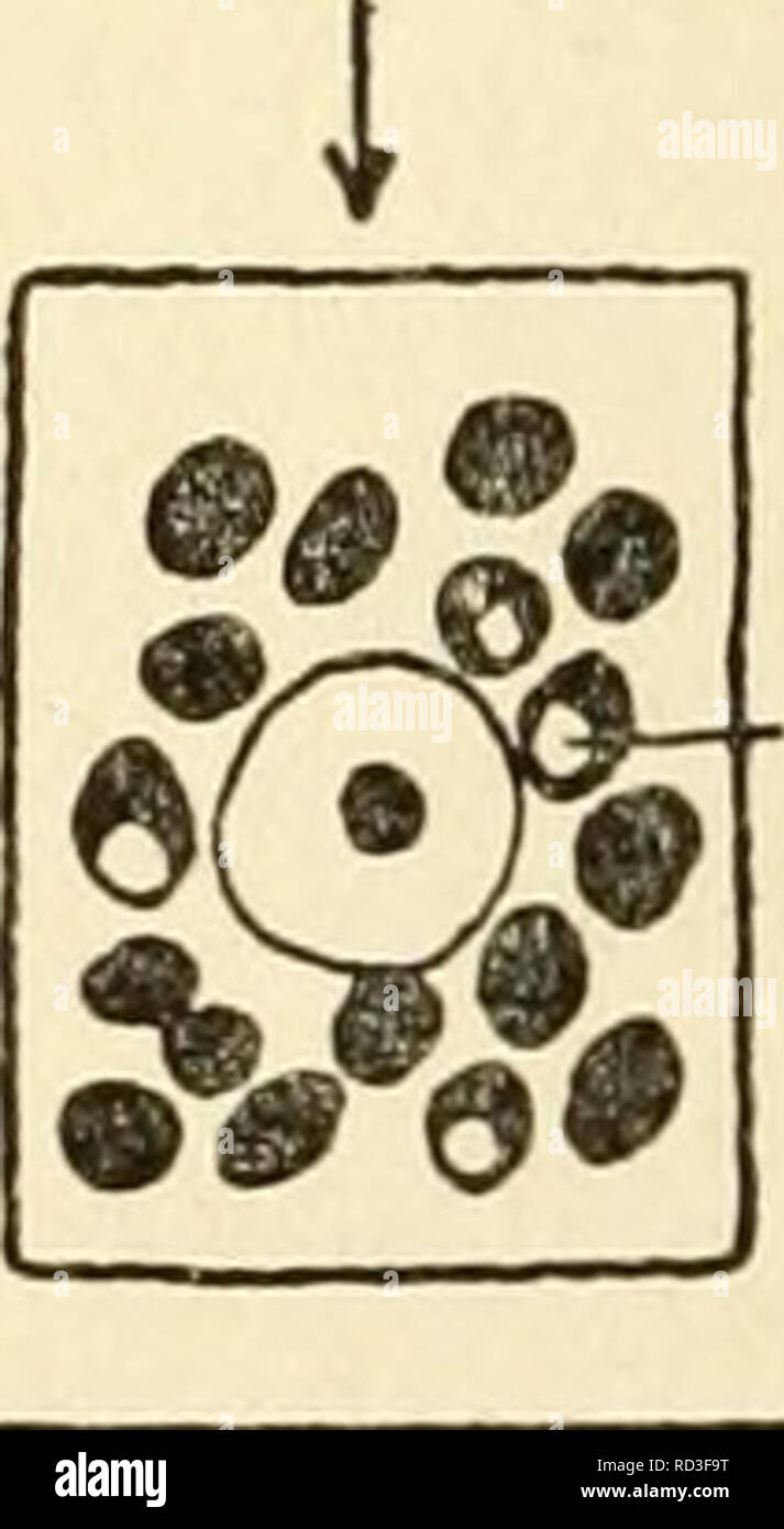 . The cytoplasm of the plant cell. Plant cells and tissues; Protoplasm ...