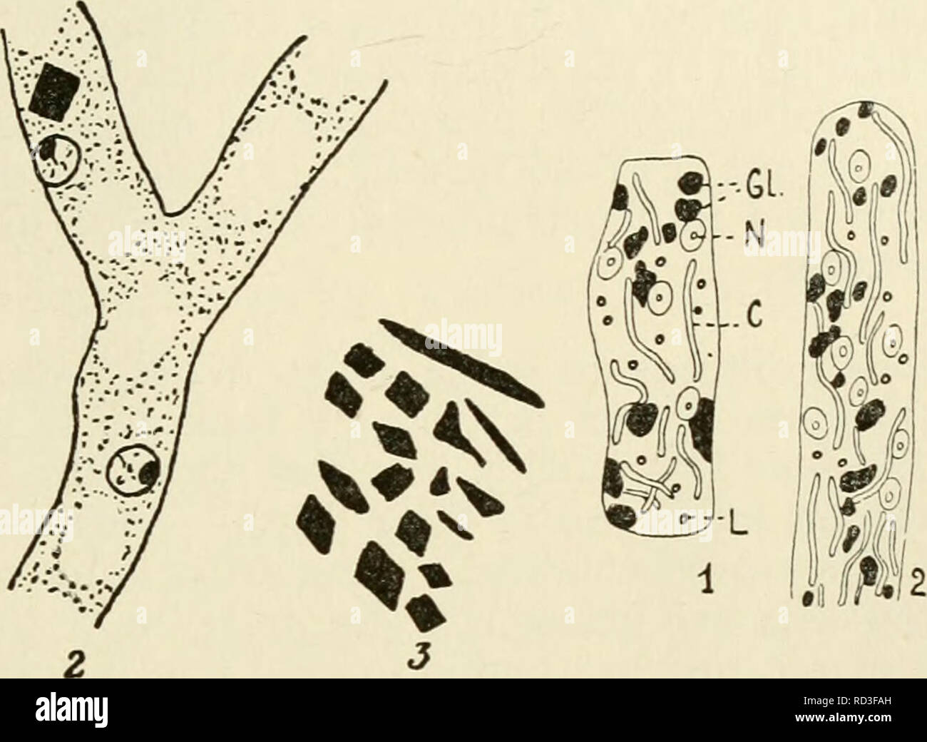 Glycogen granules hi-res stock photography and images - Alamy