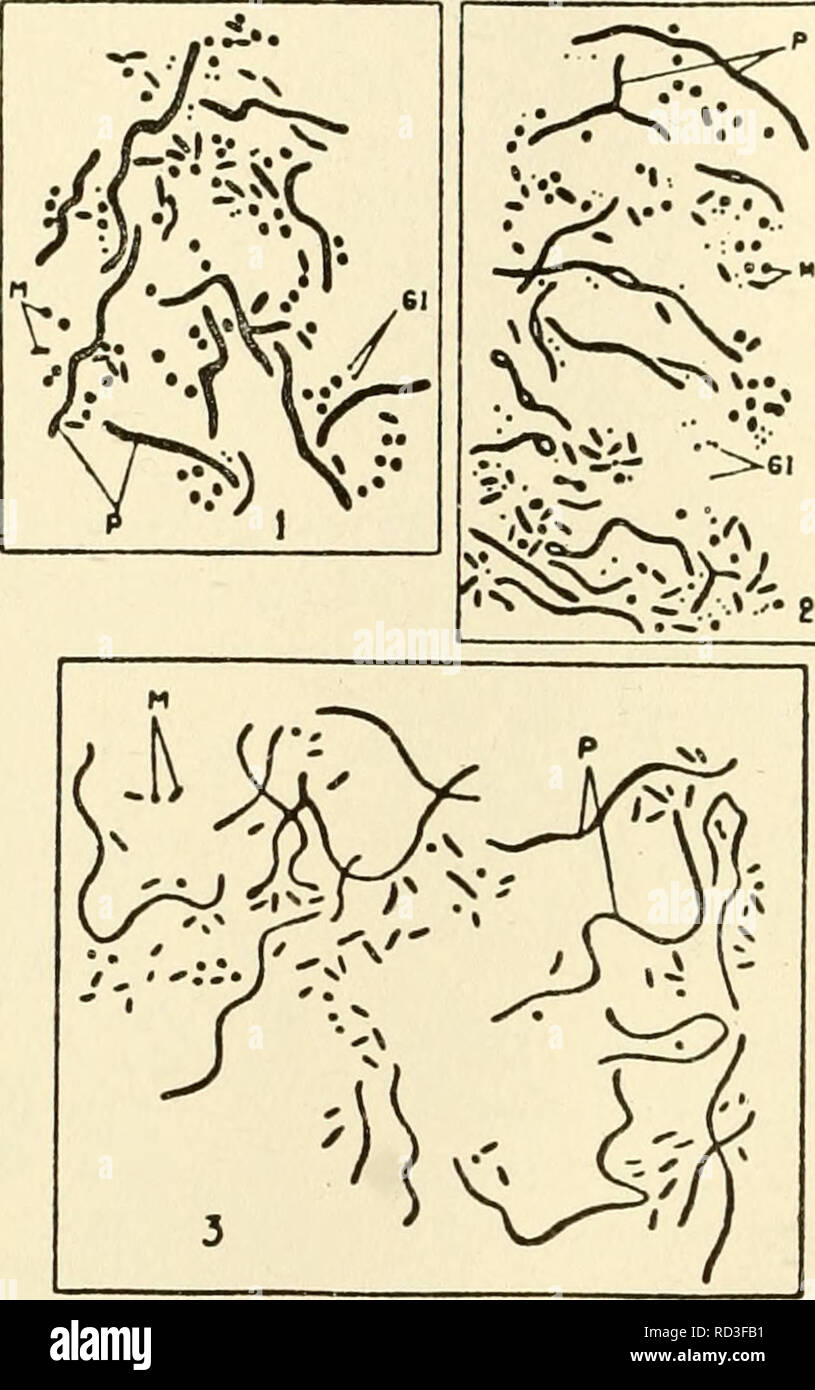 . The cytoplasm of the plant cell. Plant cells and tissues; Protoplasm ...