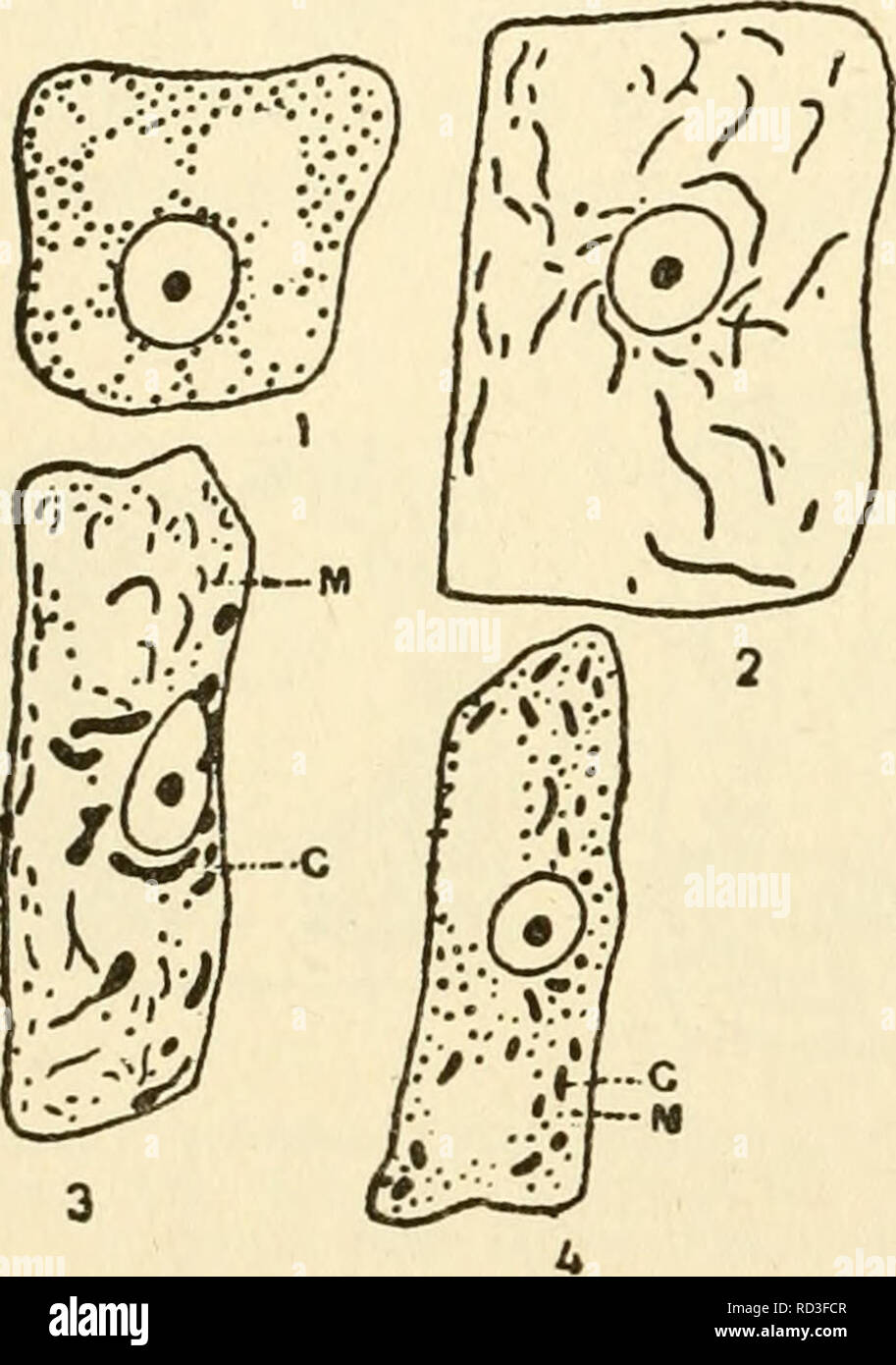. The cytoplasm of the plant cell. Plant cells and tissues; Protoplasm ...