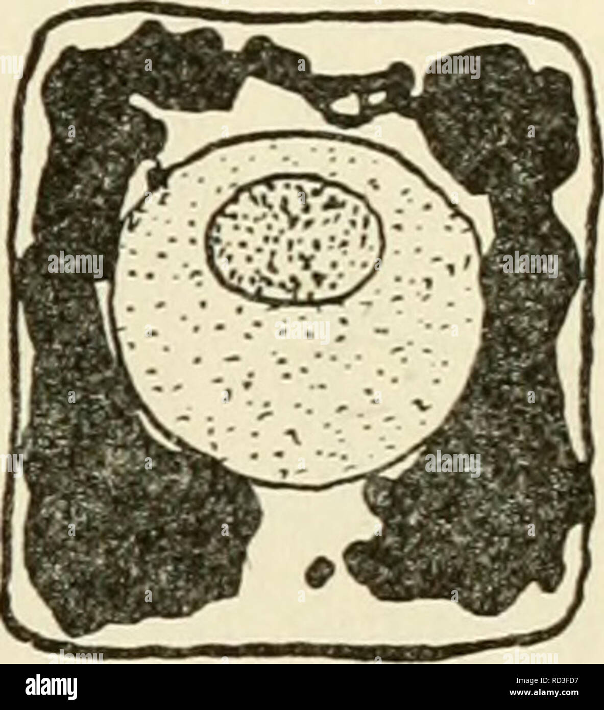 . The cytoplasm of the plant cell. Plant cells and tissues; Protoplasm ...