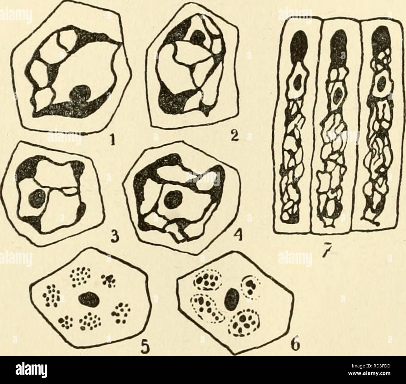 Golgi apparatus of a plant hi-res stock photography and images - Alamy