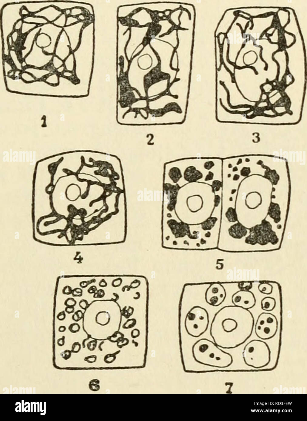 . The cytoplasm of the plant cell. Plant cells and tissues; Protoplasm ...