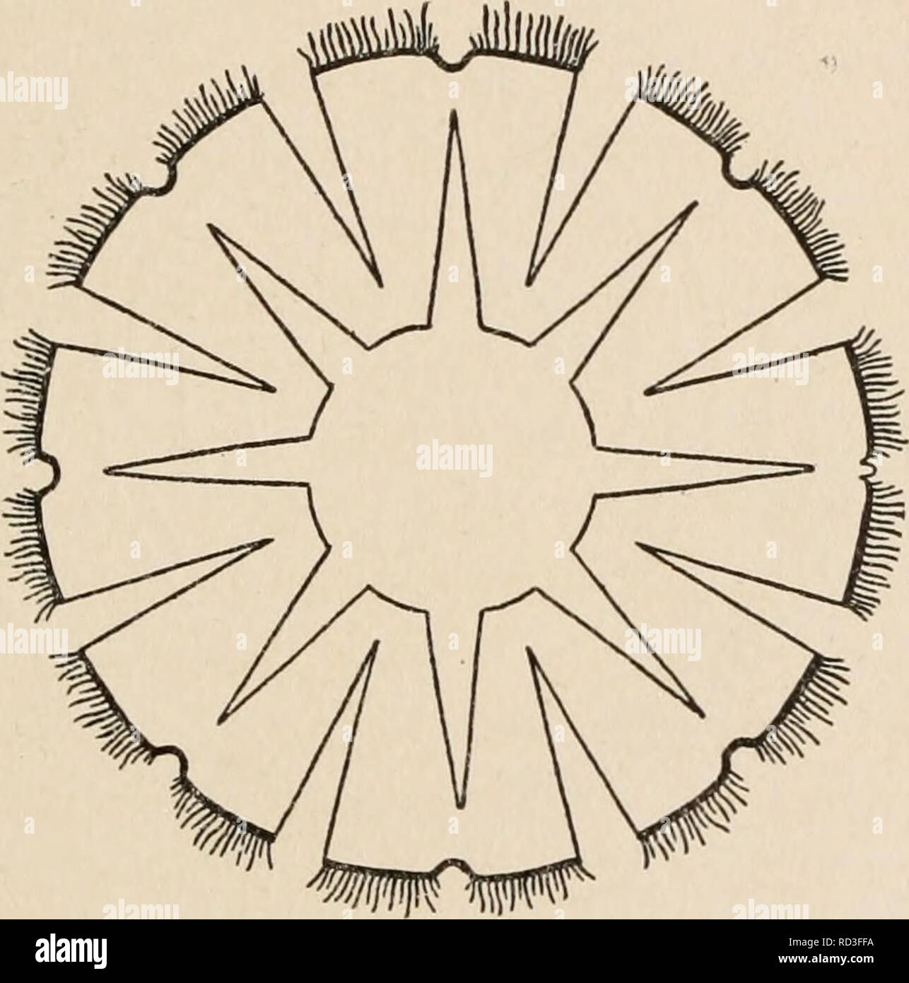 Marginal strip hi-res stock photography and images - Alamy