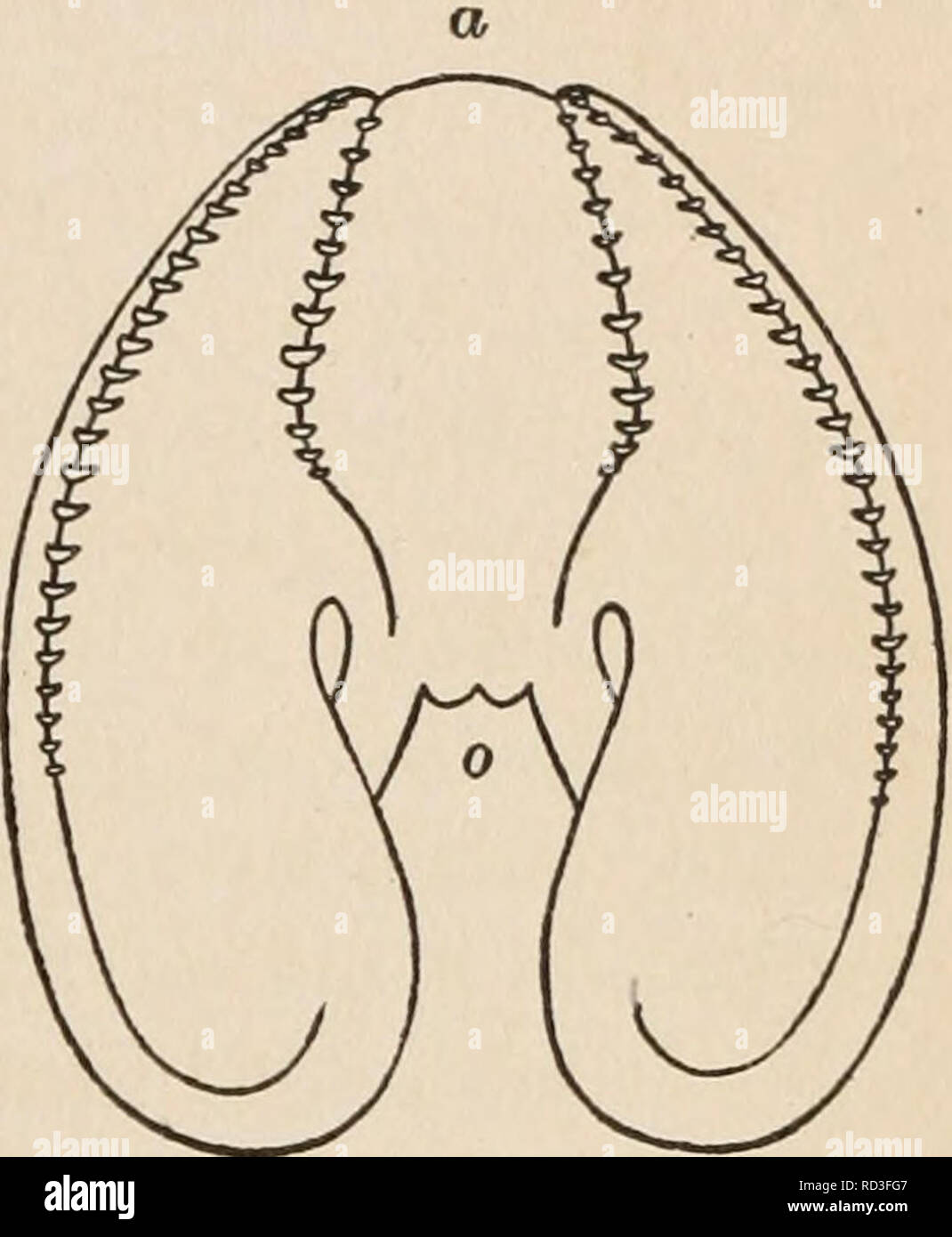 . The elementary nervous system. Nervous system; Nervous system ...
