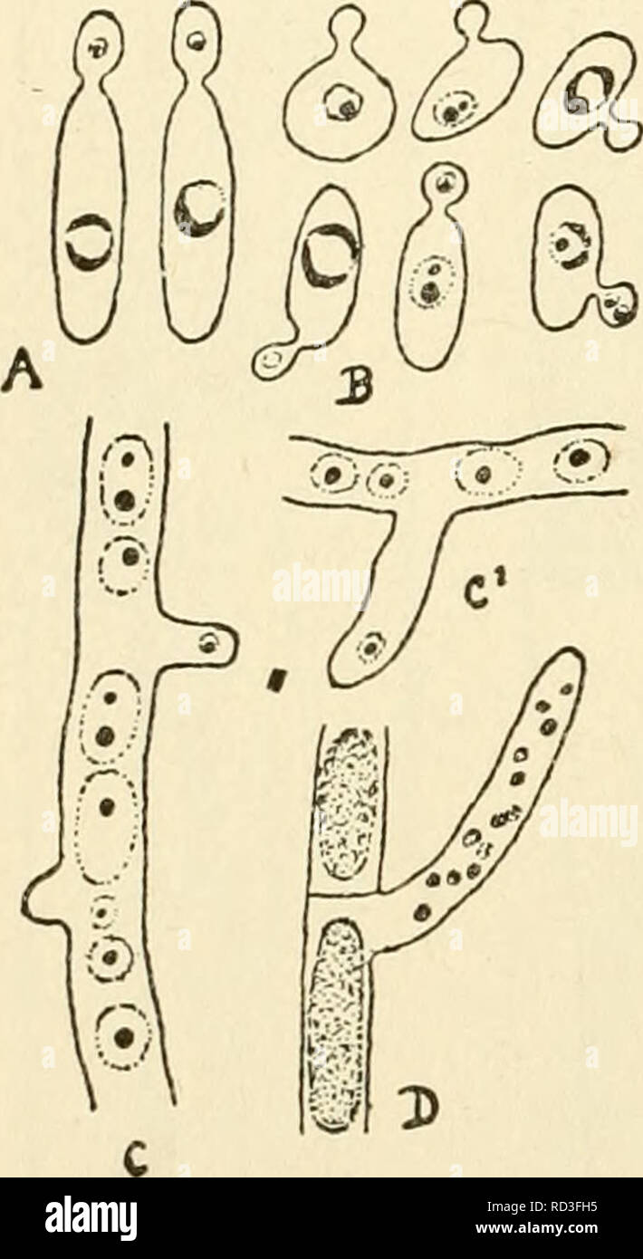 . The cytoplasm of the plant cell. Plant cells and tissues; Protoplasm ...