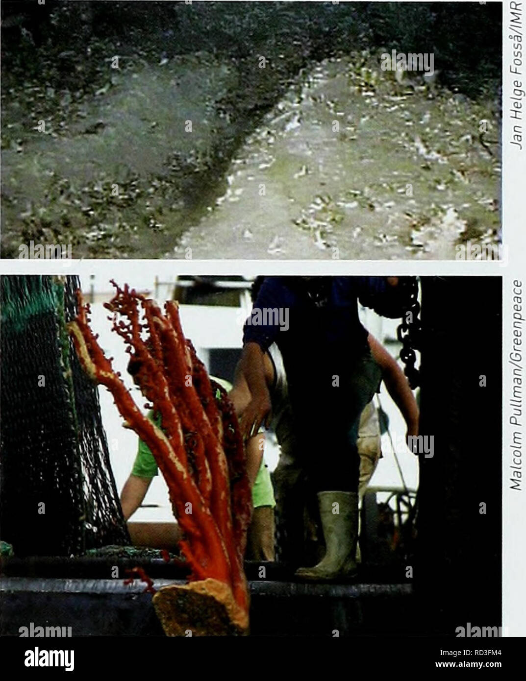 . Deep-sea biodiversity and ecosystems - a scoping report on their ...