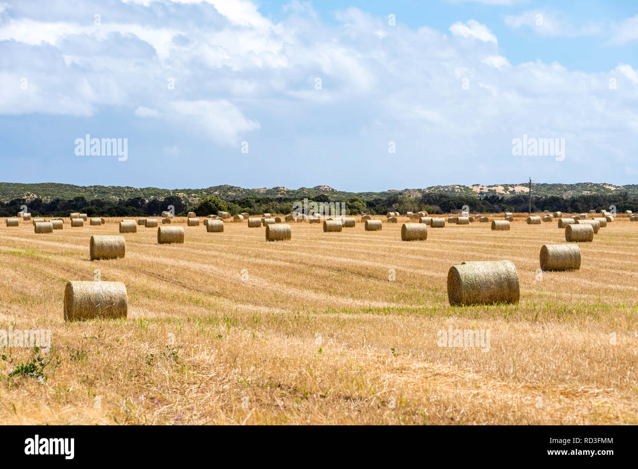 Harvesting Hay Australia High Resolution Stock Photography and Images ...